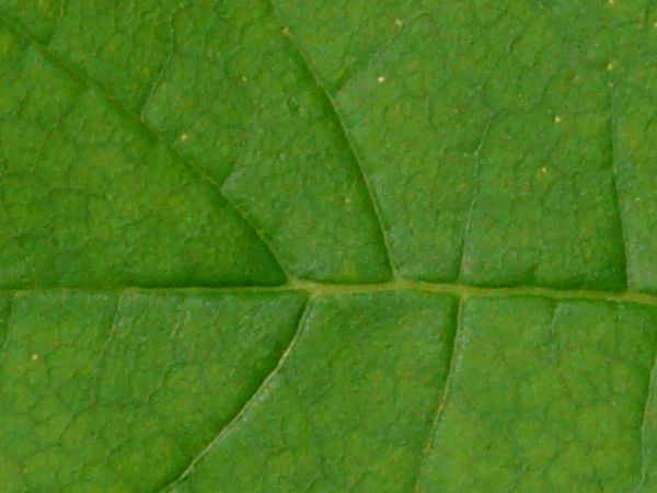 texture 0009 - Texturelib